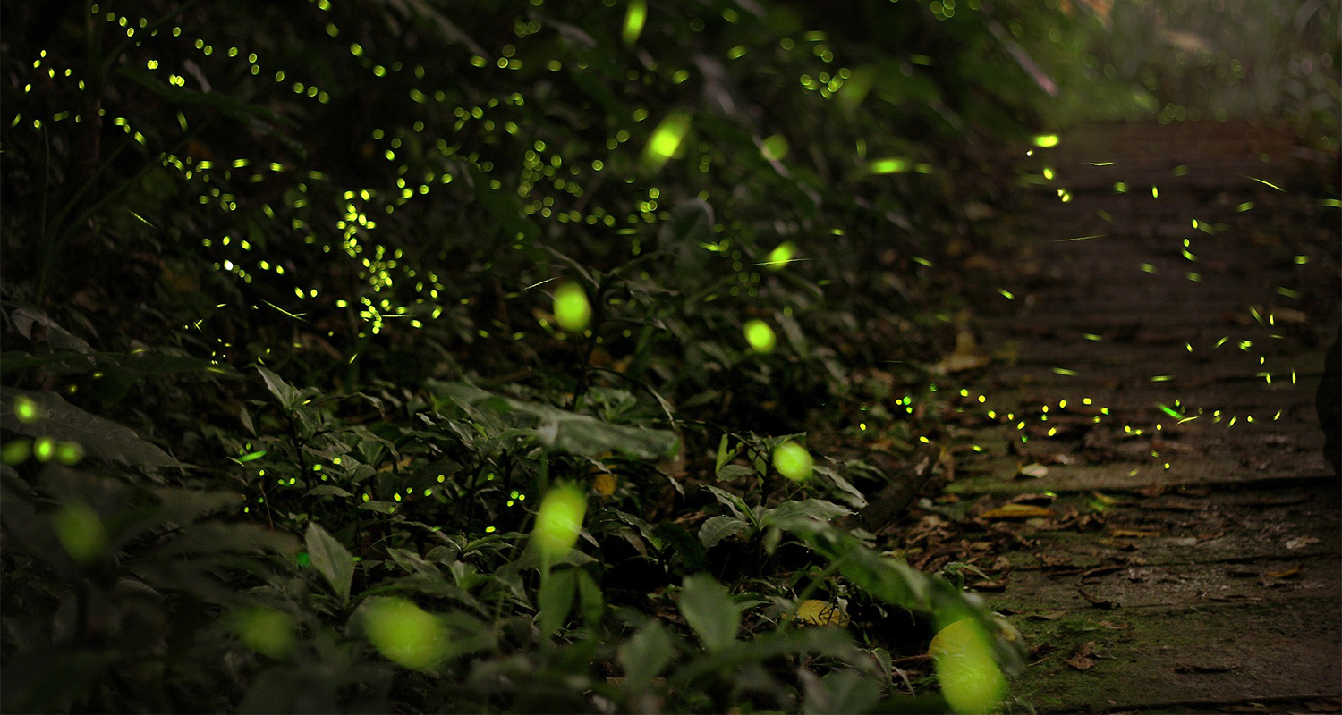 Valley Views & Varmints: Tiny Lights - Weelunk