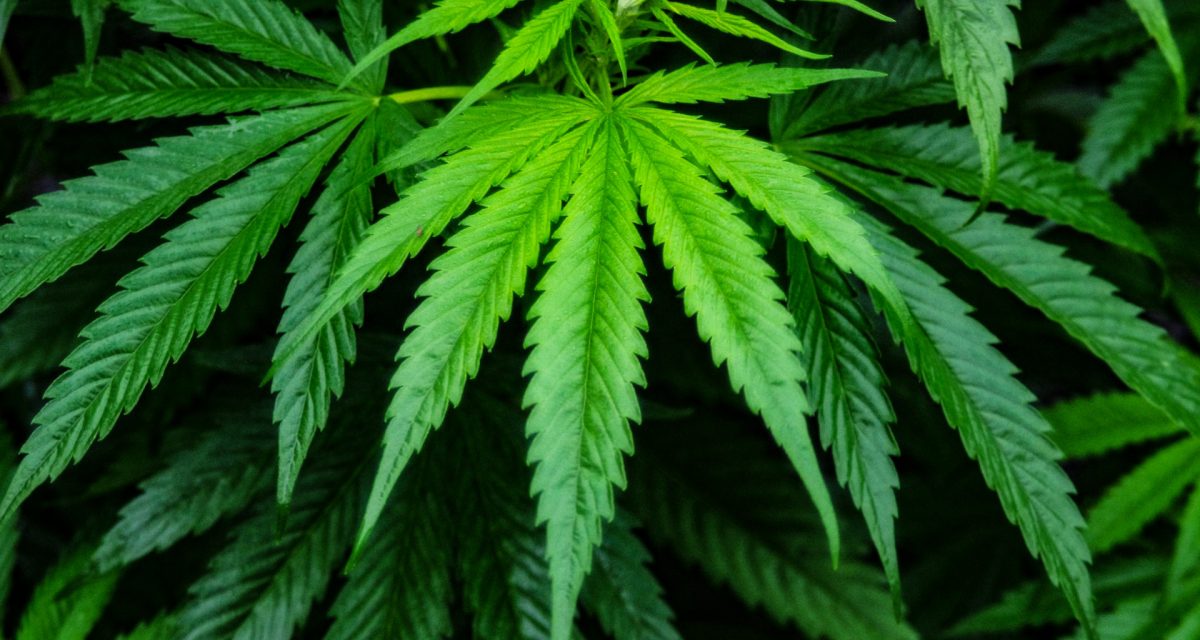 Medical Cannabis – Part 1 - Weelunk