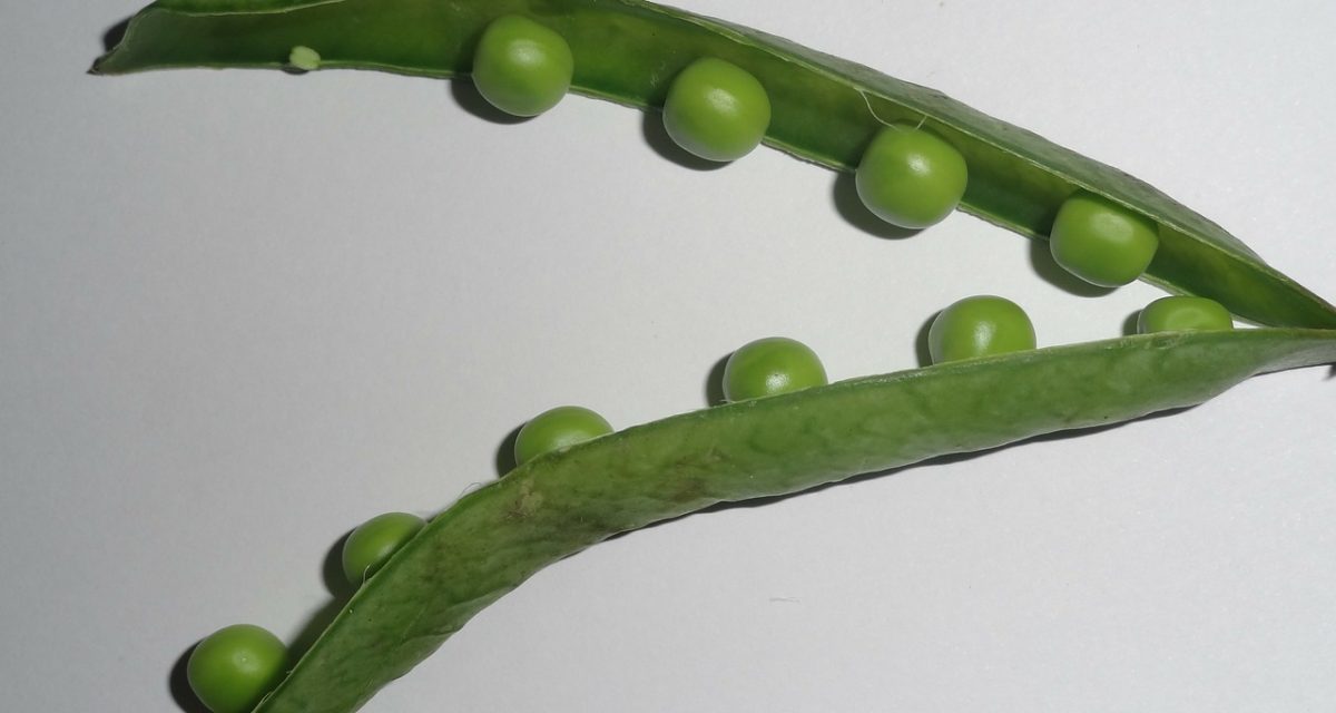 AN ESSAY FOR THE DAY: To Eat a Talking Pea - Weelunk