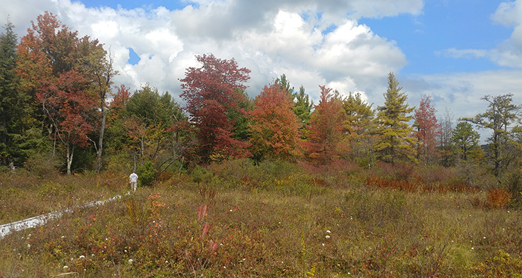 ONE TANK TRIPS: Cranesville Swamp Preserve - Weelunk