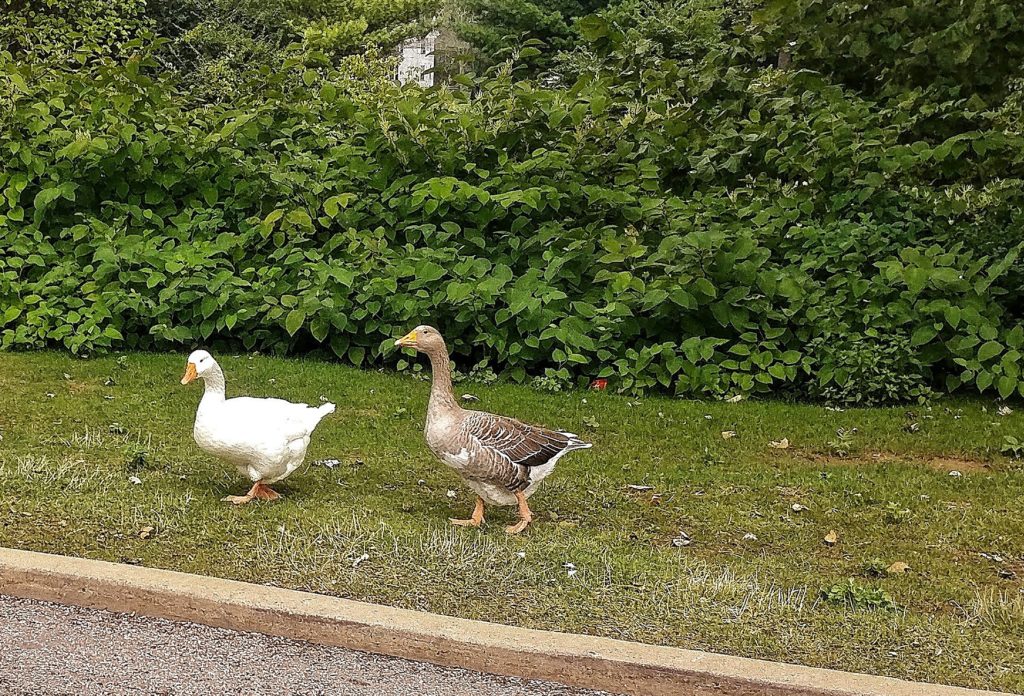 Wee Asked Pat The Goose - Weelunk