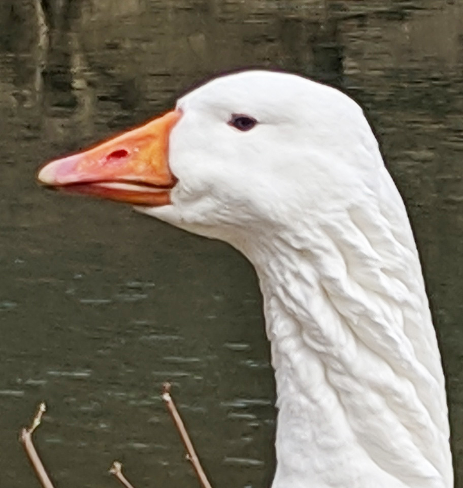 Wee Asked Pat The Goose - Weelunk