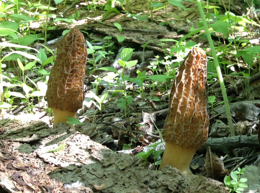 Into the Woods: Spring Traditions in Ohio County - Weelunk