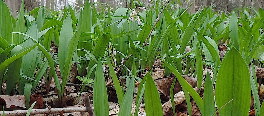 Into the Woods: Spring Traditions in Ohio County - Weelunk