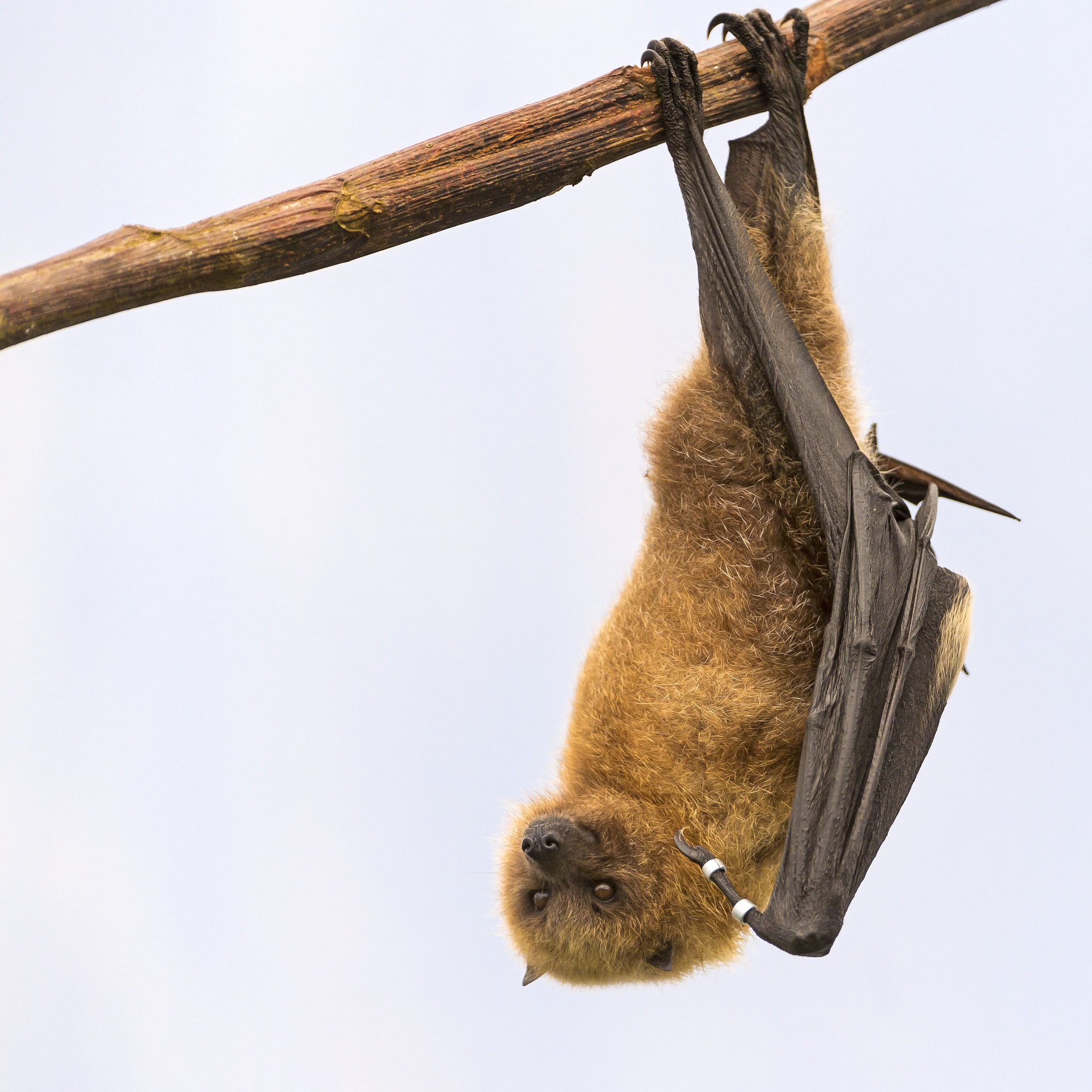 West Virginia’s Remarkable Bats - Weelunk
