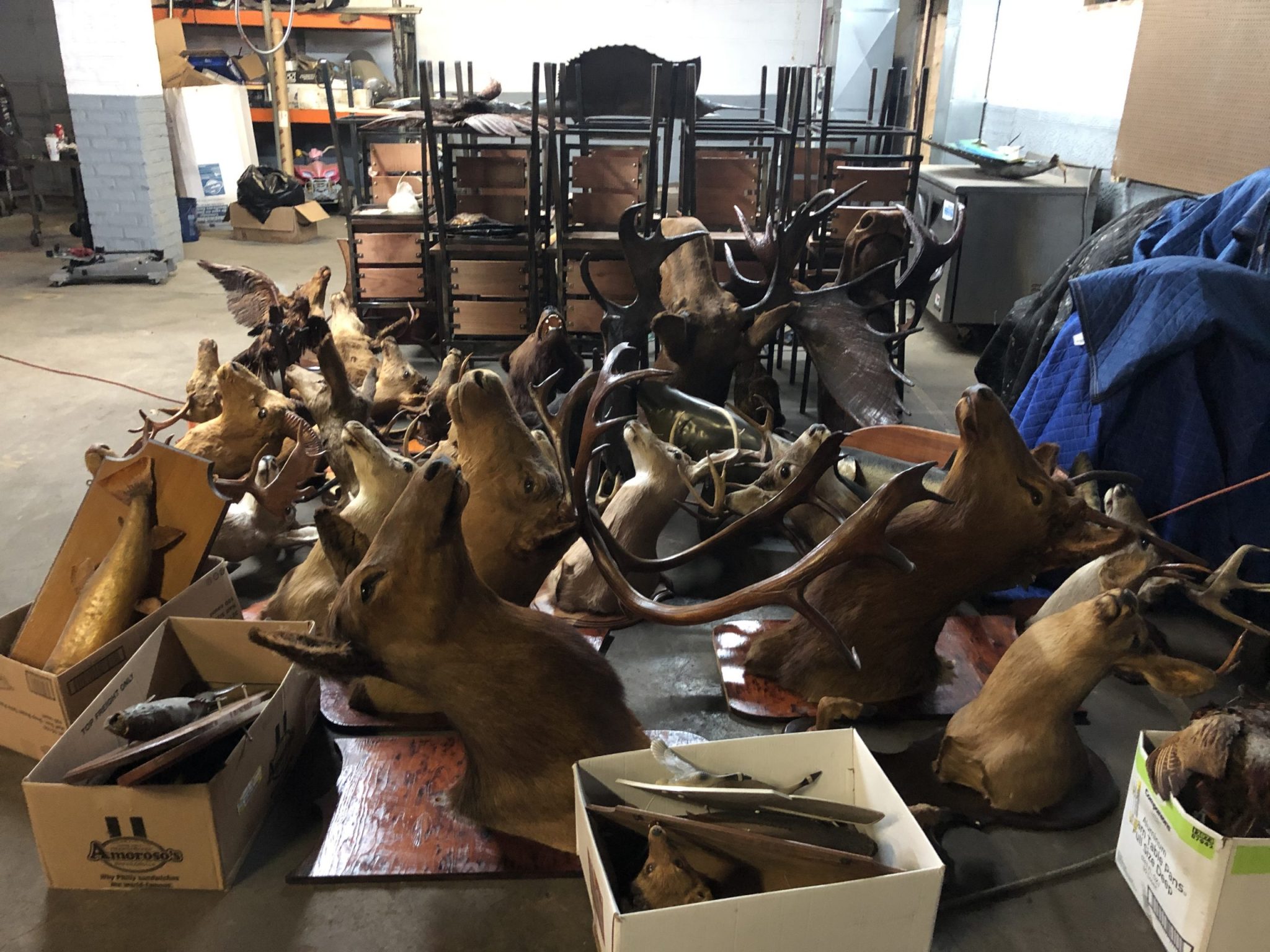 Alpha Moose on the Move - Weelunk