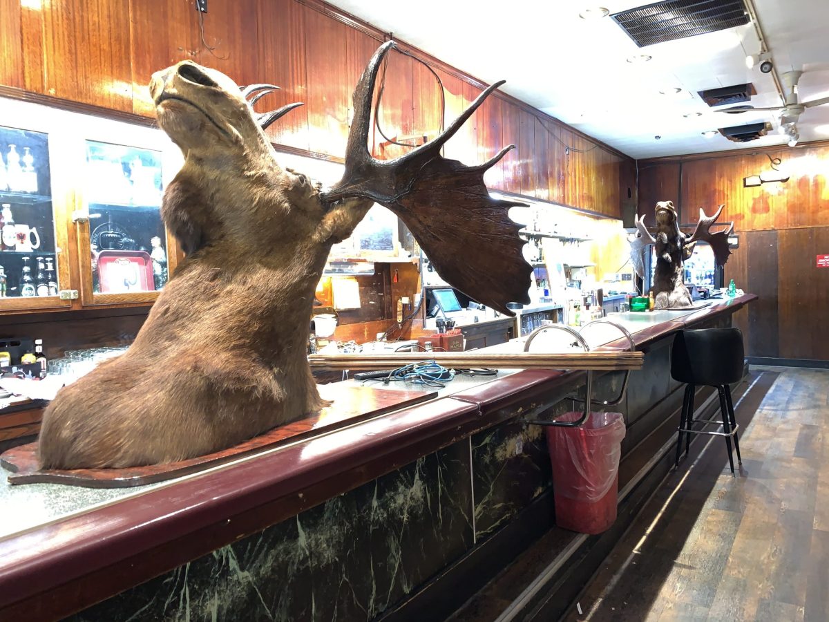 Alpha Moose on the Move - Weelunk