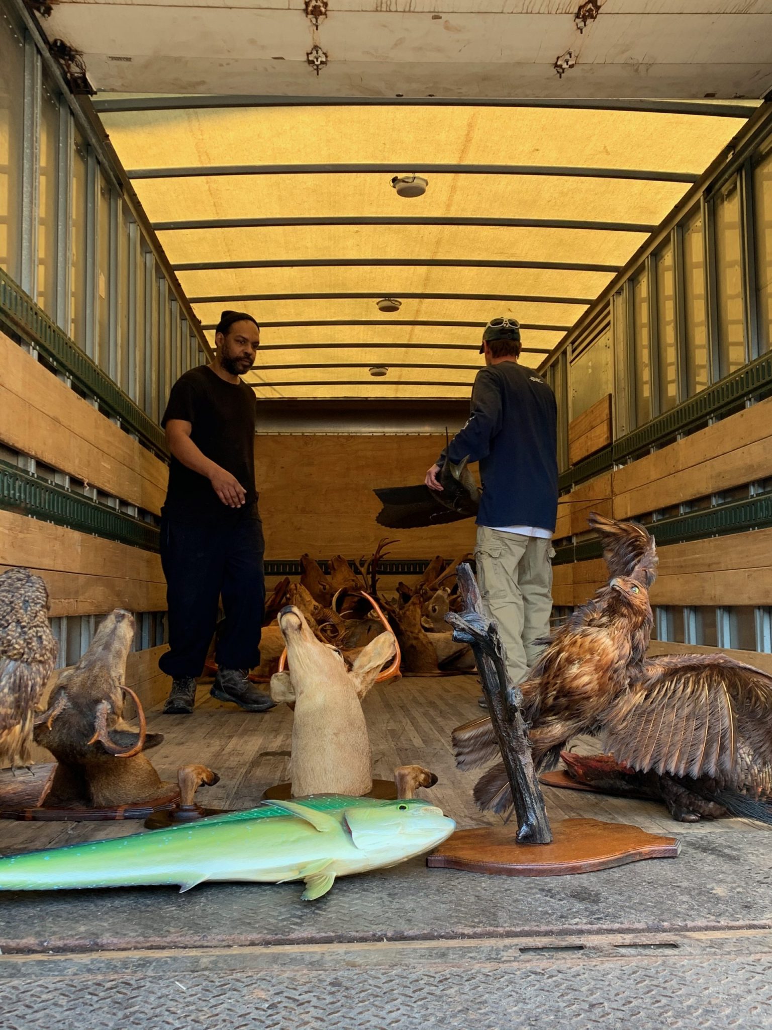 Alpha Moose on the Move - Weelunk