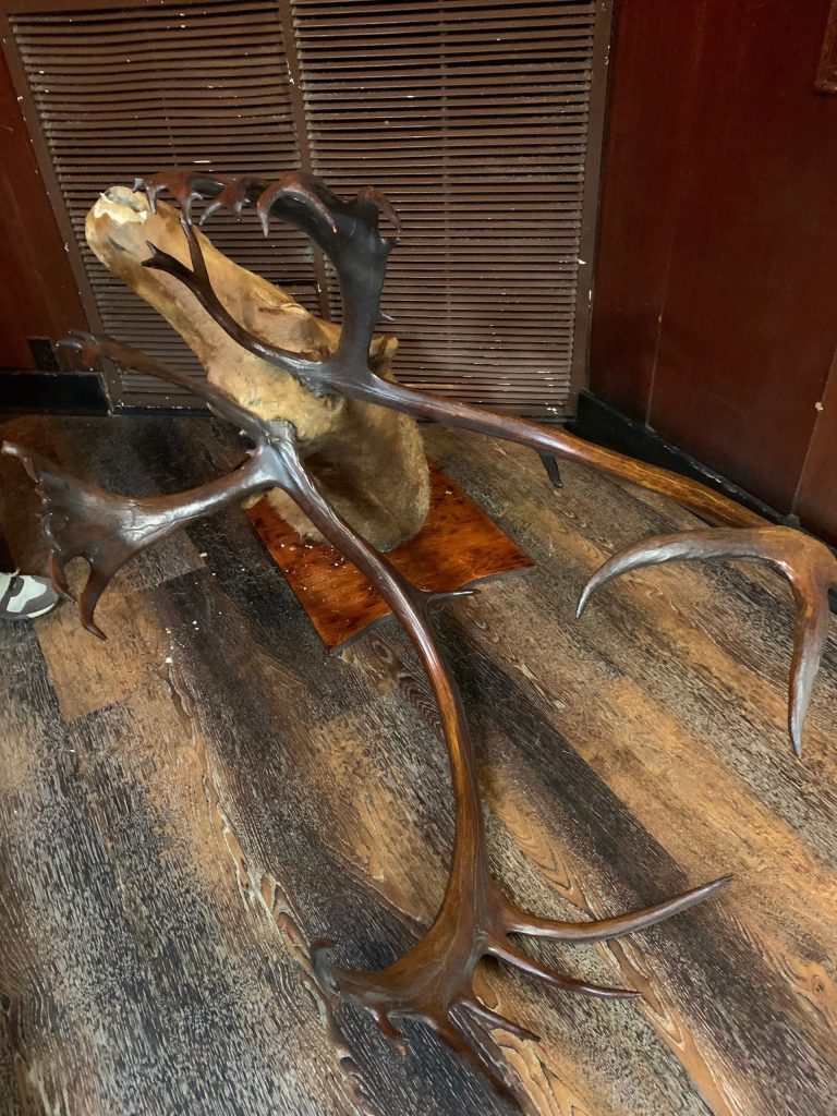 Alpha Moose on the Move - Weelunk