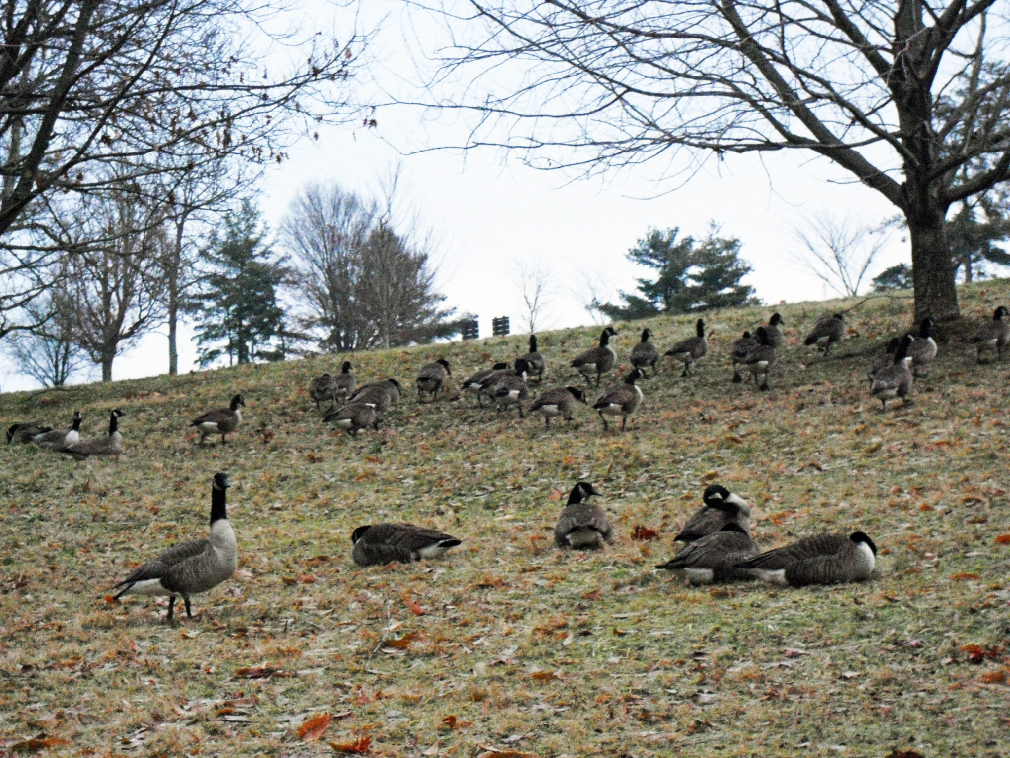 Birds of a Feather Count Together - Weelunk
