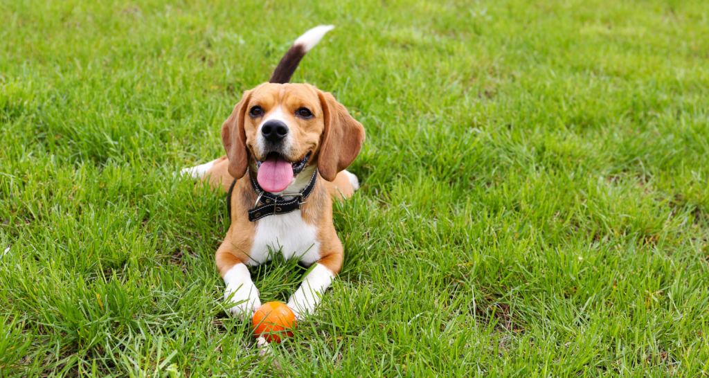 Want to Help Make Wheeling More Dog-Friendly? Here's How! - Weelunk