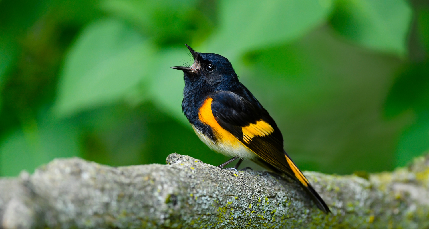 Discover the Joy of Birding at the Brooks Bird Club's January Gathering ...