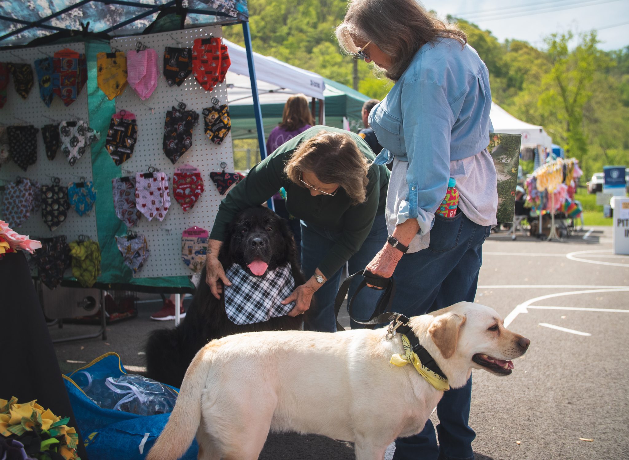 Celebrate Your Dog in Wheeling - Weelunk